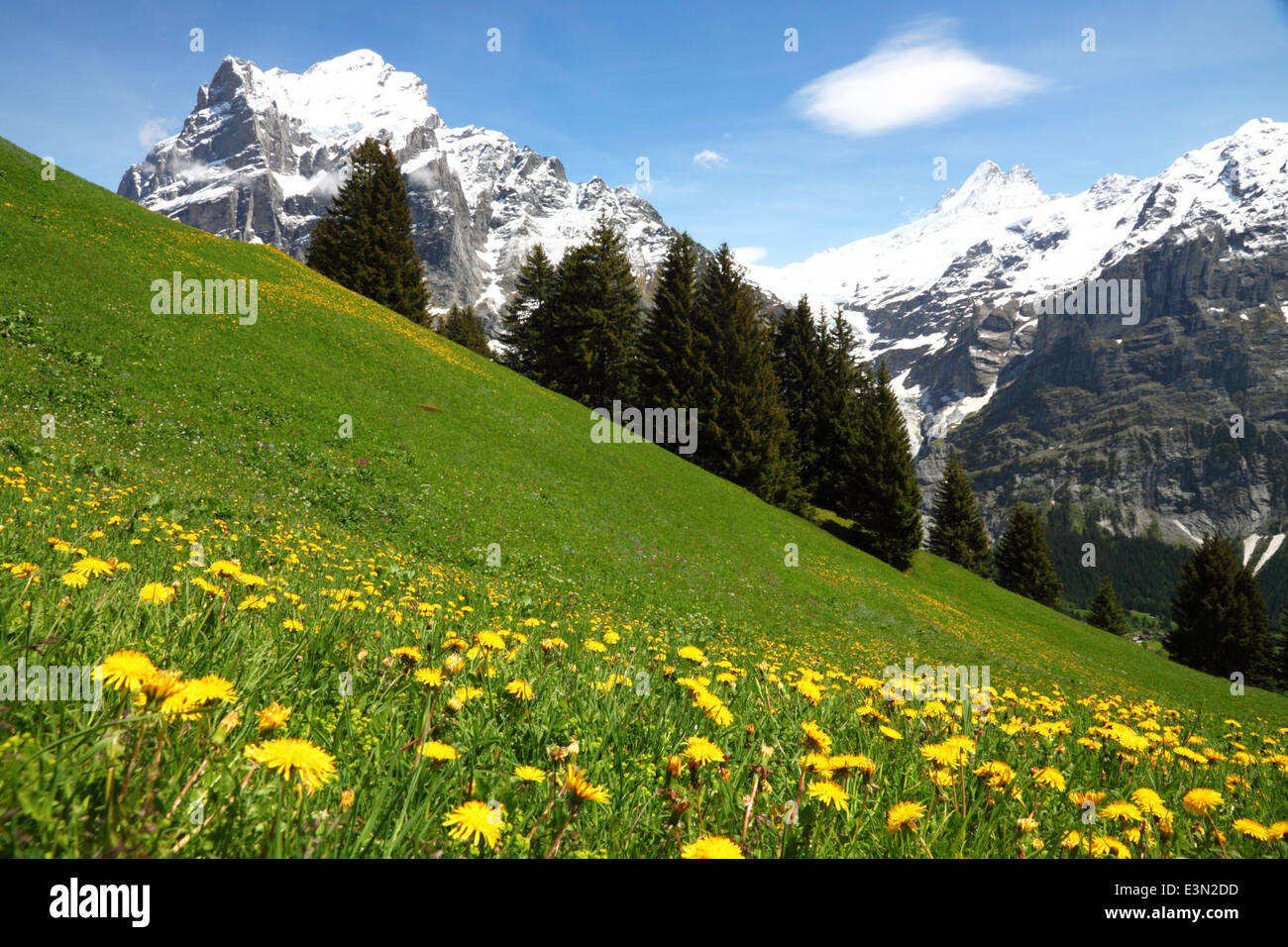 Alpine pastures with yellow flowers and snow capped peaks Stock Photo ...