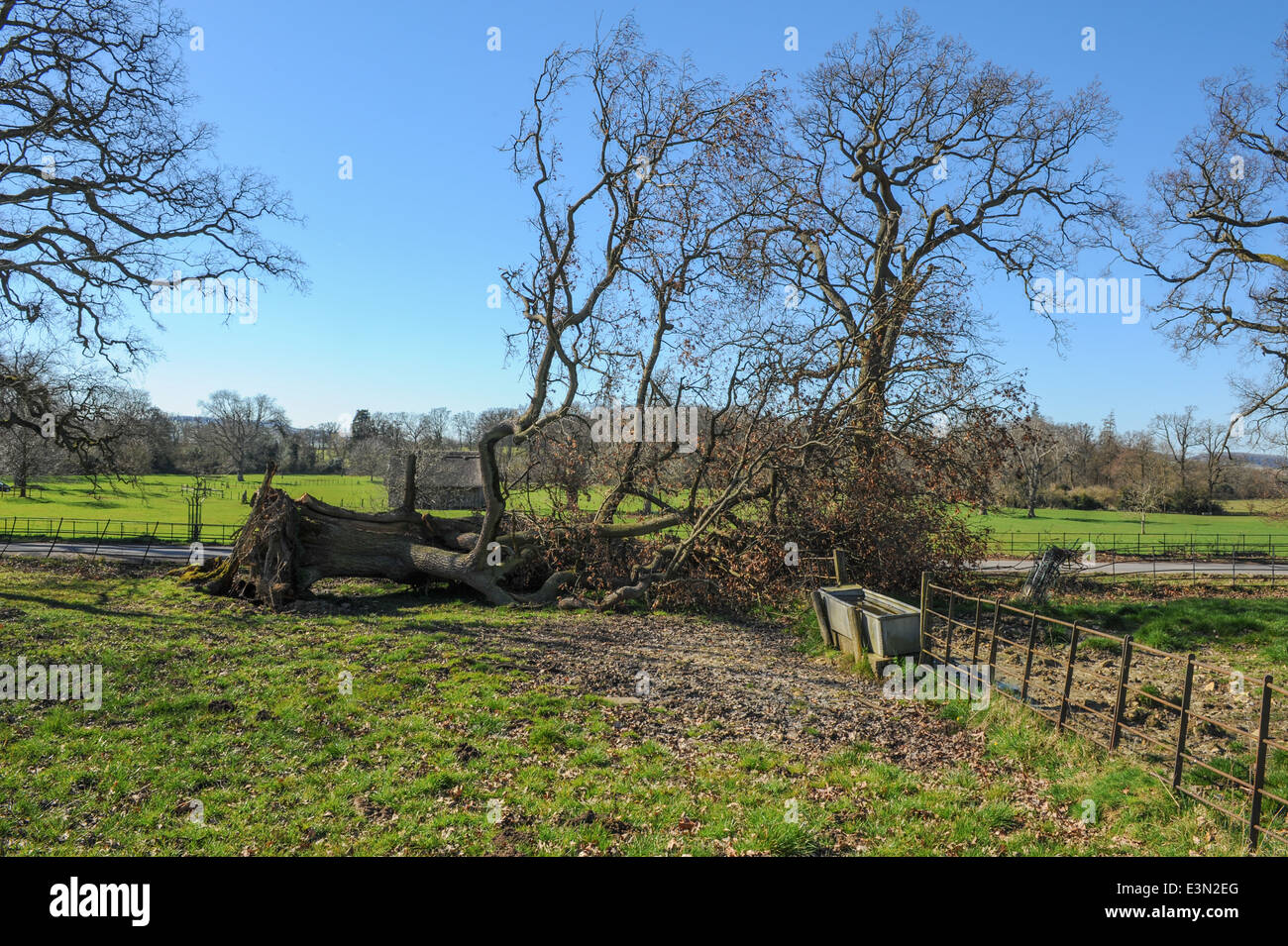 Fallen Tree, caused by storms, at Stanway, a traditional English Village in the heart of the ...
