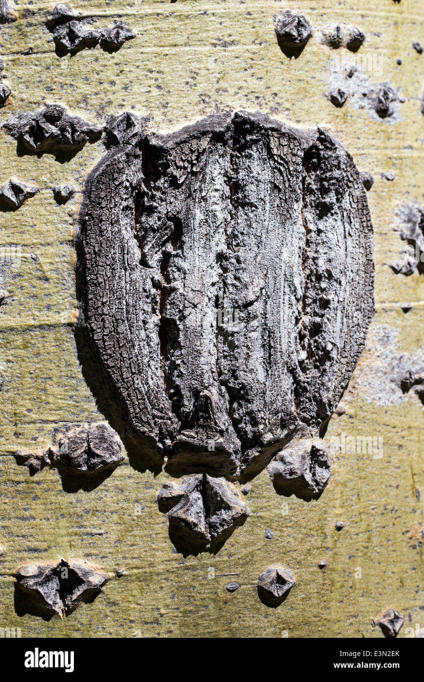 Tree knot hi-res stock photography and images - Alamy