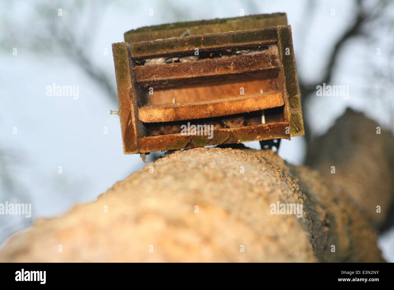 Indiana bats, an endangered species, are shown roosting in a bat house ...