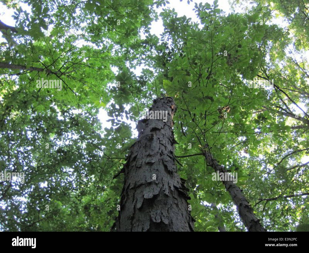 Shagbark Hickory trees are used by Indiana bats as roosting sites ...