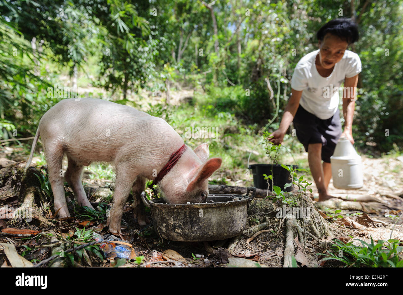 Asia philippines pig coron woman hi-res stock photography and images ...
