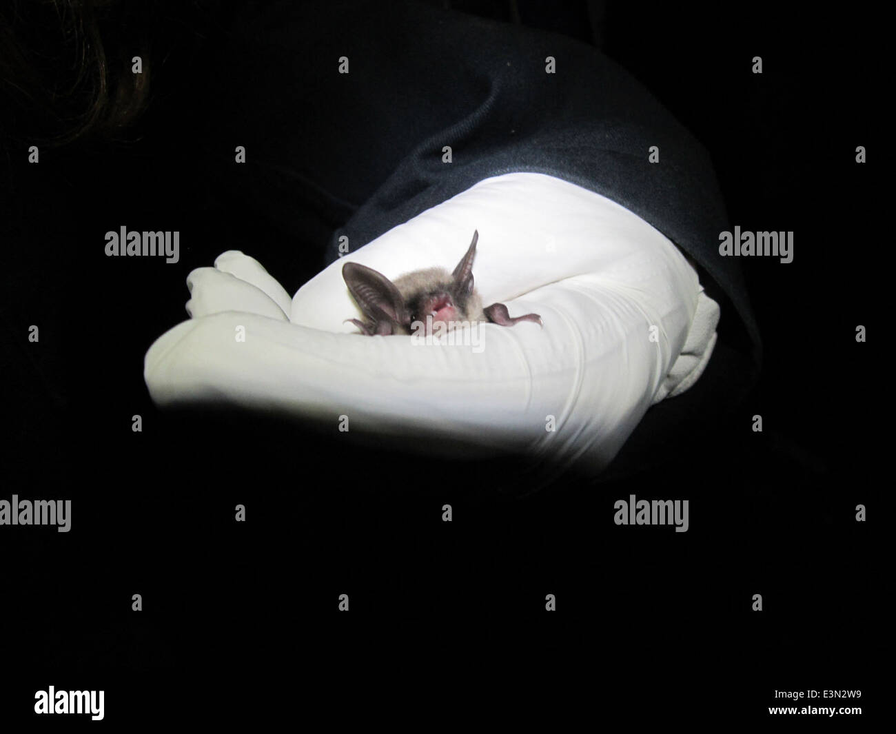 The Northern Long-Eared Bat, listed as endangered, is about to be ...