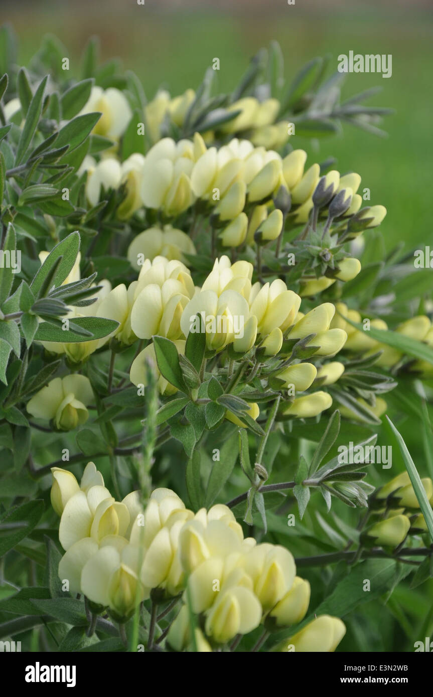 Cream Wild Indigo, a native plant species, thrives in Wisconsin’s ...