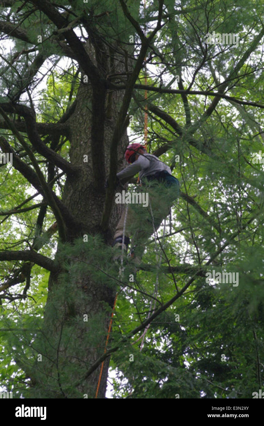 Jeremy Moore climbs a tree to inspect a bald eagle nest. This process ...