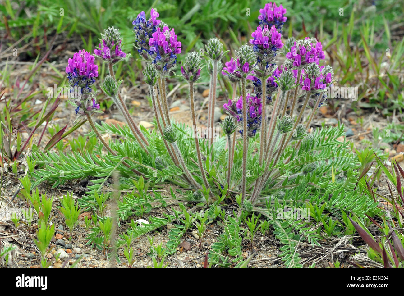 Fassett's Locoweed, a threatened plant species, is highlighted in a ...