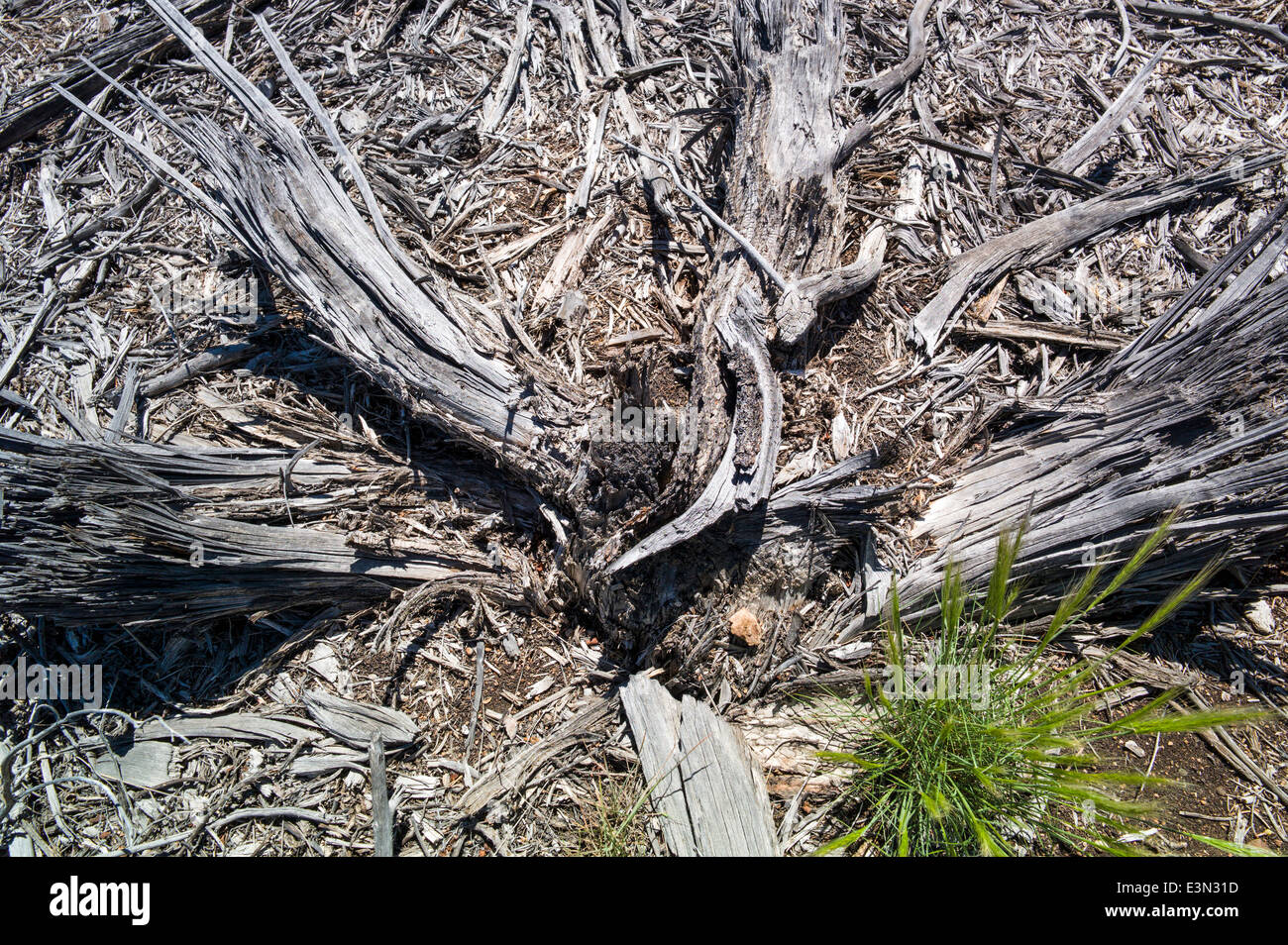 Soft rot hi-res stock photography and images - Alamy
