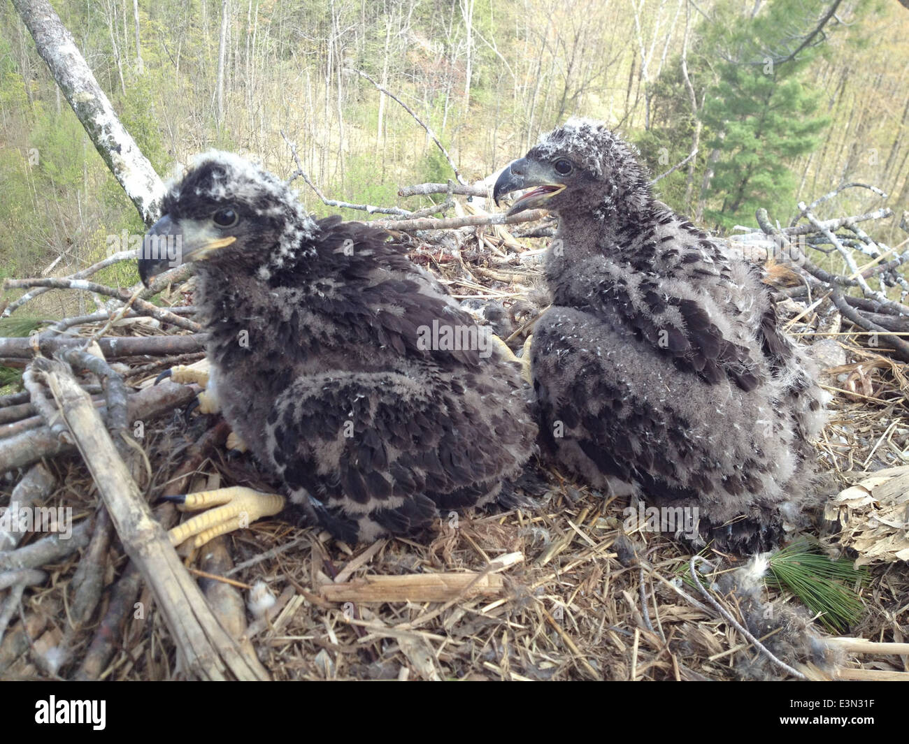A pair of American Bald Eagle eaglets, captured as they grow under the ...