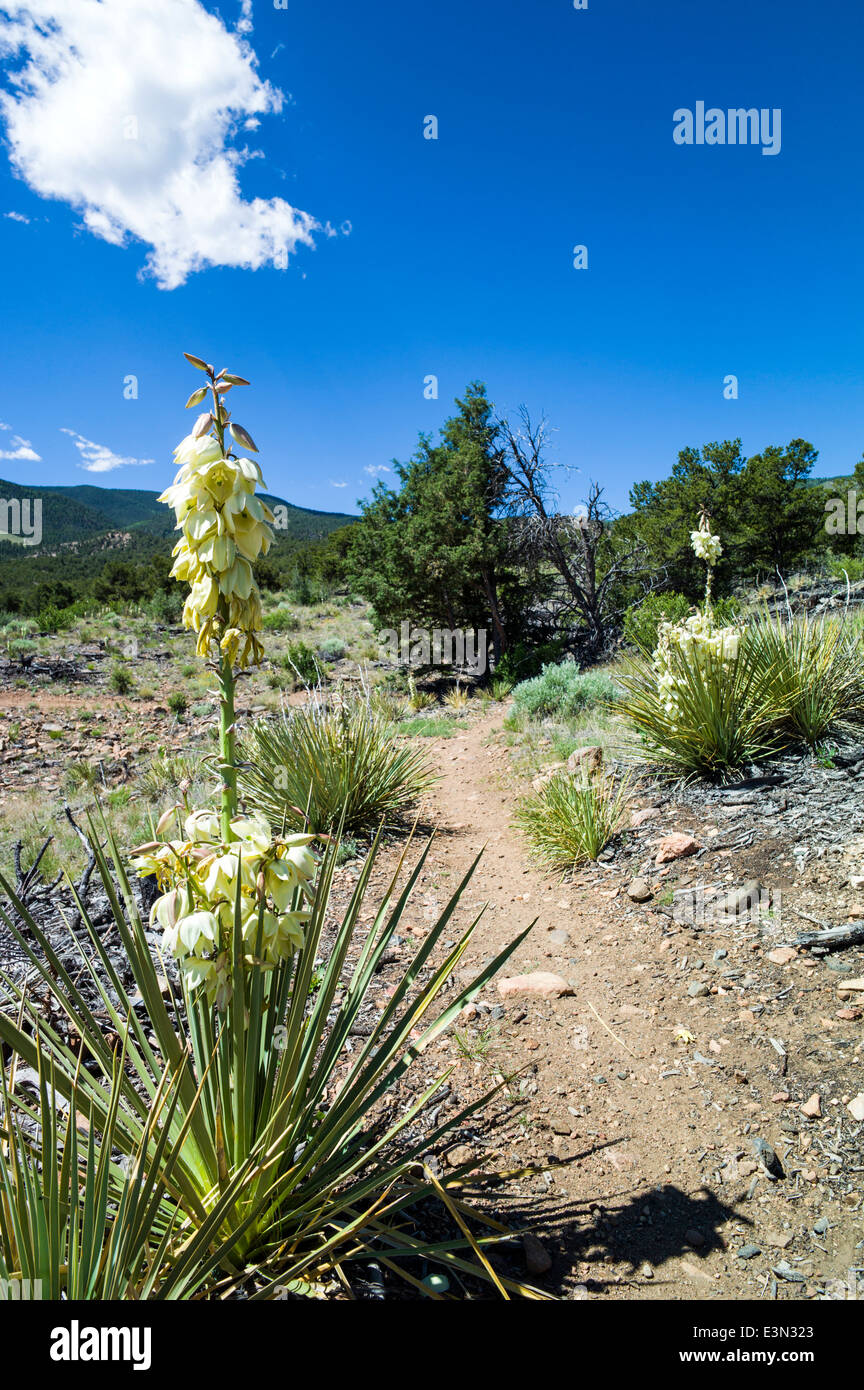 Native spring wildflowers yucca hi-res stock photography and images - Alamy