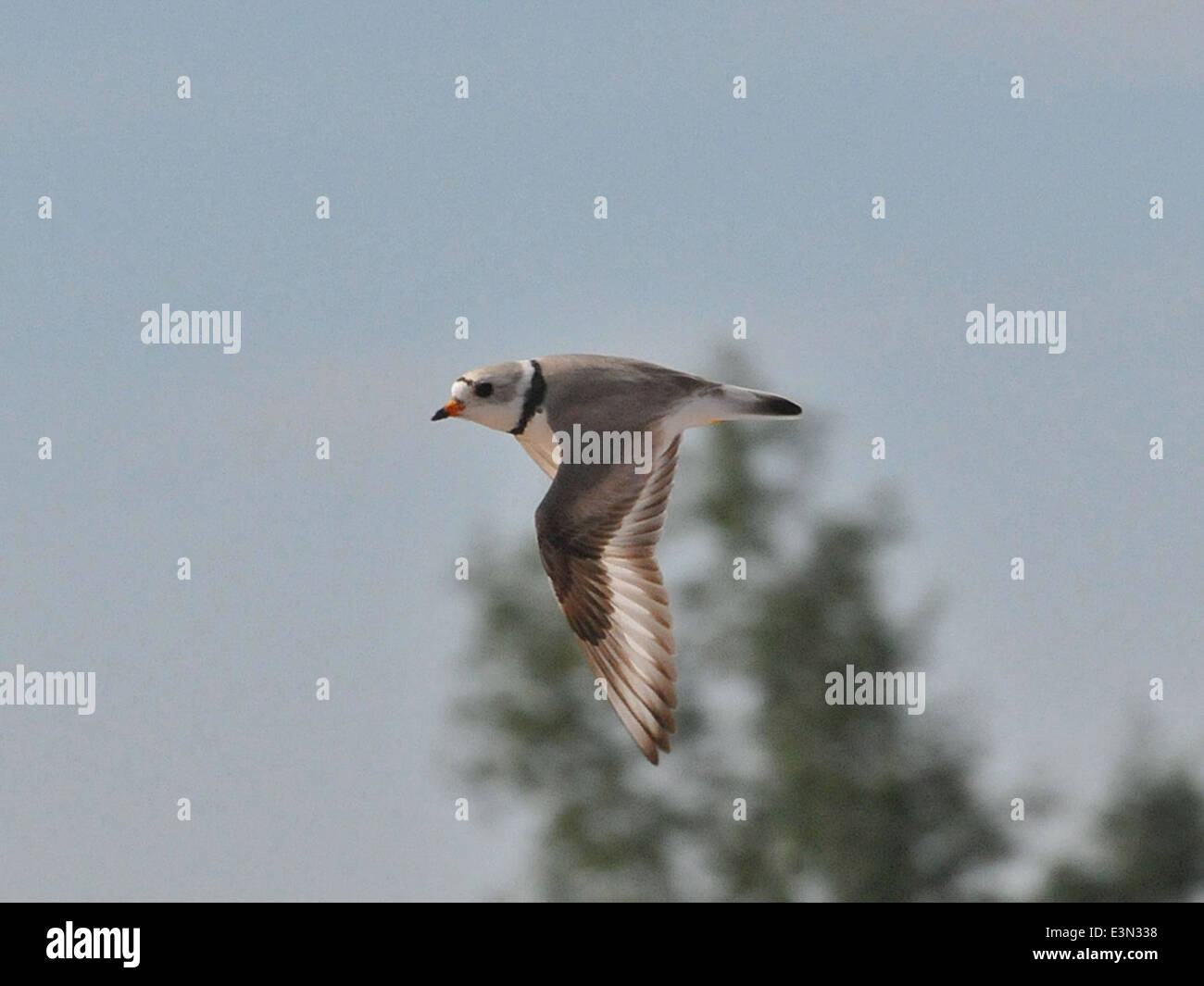 Piping Plover In Flight By USFWS: Joel Trick Stock Photo - Alamy