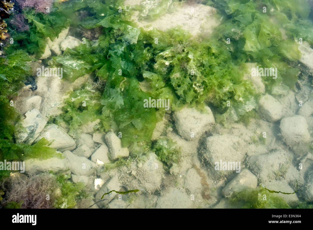 Fresh water green algae hi-res stock photography and images - Alamy