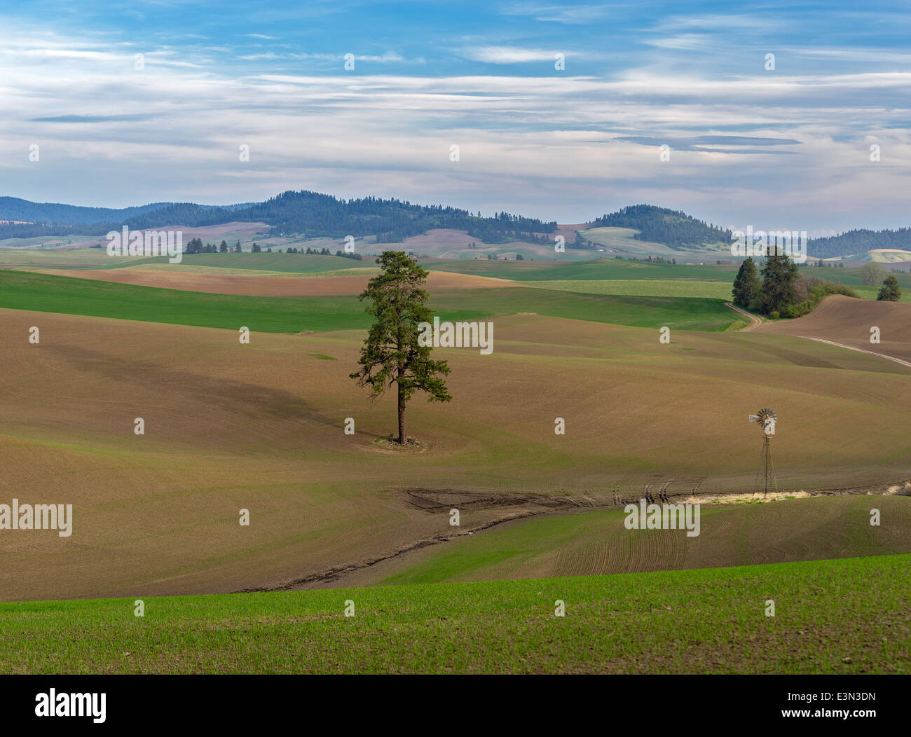 The Palouse, Whitman County, Washington: Single pine tree among rolling ...