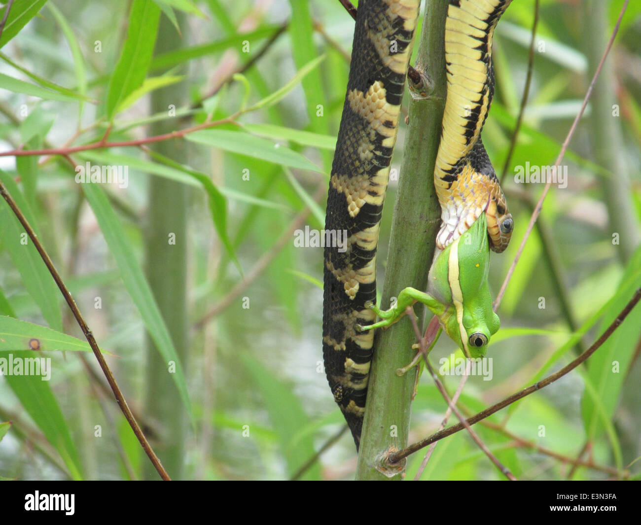Eats frogs hi-res stock photography and images - Alamy