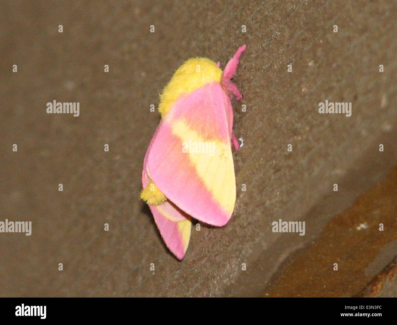Rosy maple moth hi-res stock photography and images - Alamy
