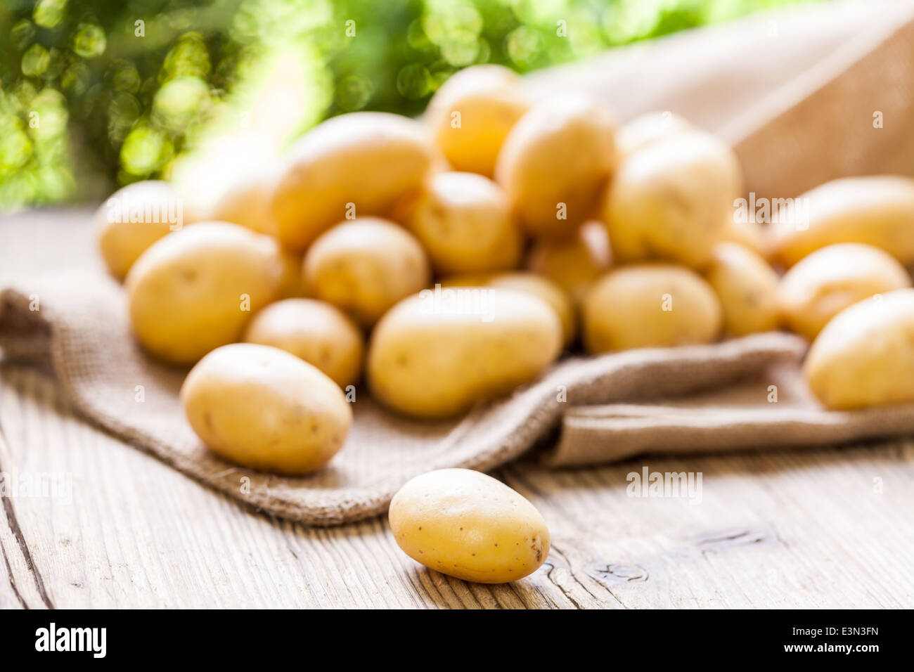 Farm fresh baby potatoes displayed on a hessian sack on a rustic wooden ...