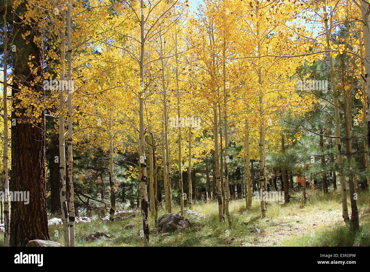 Meadow walks hi-res stock photography and images - Alamy