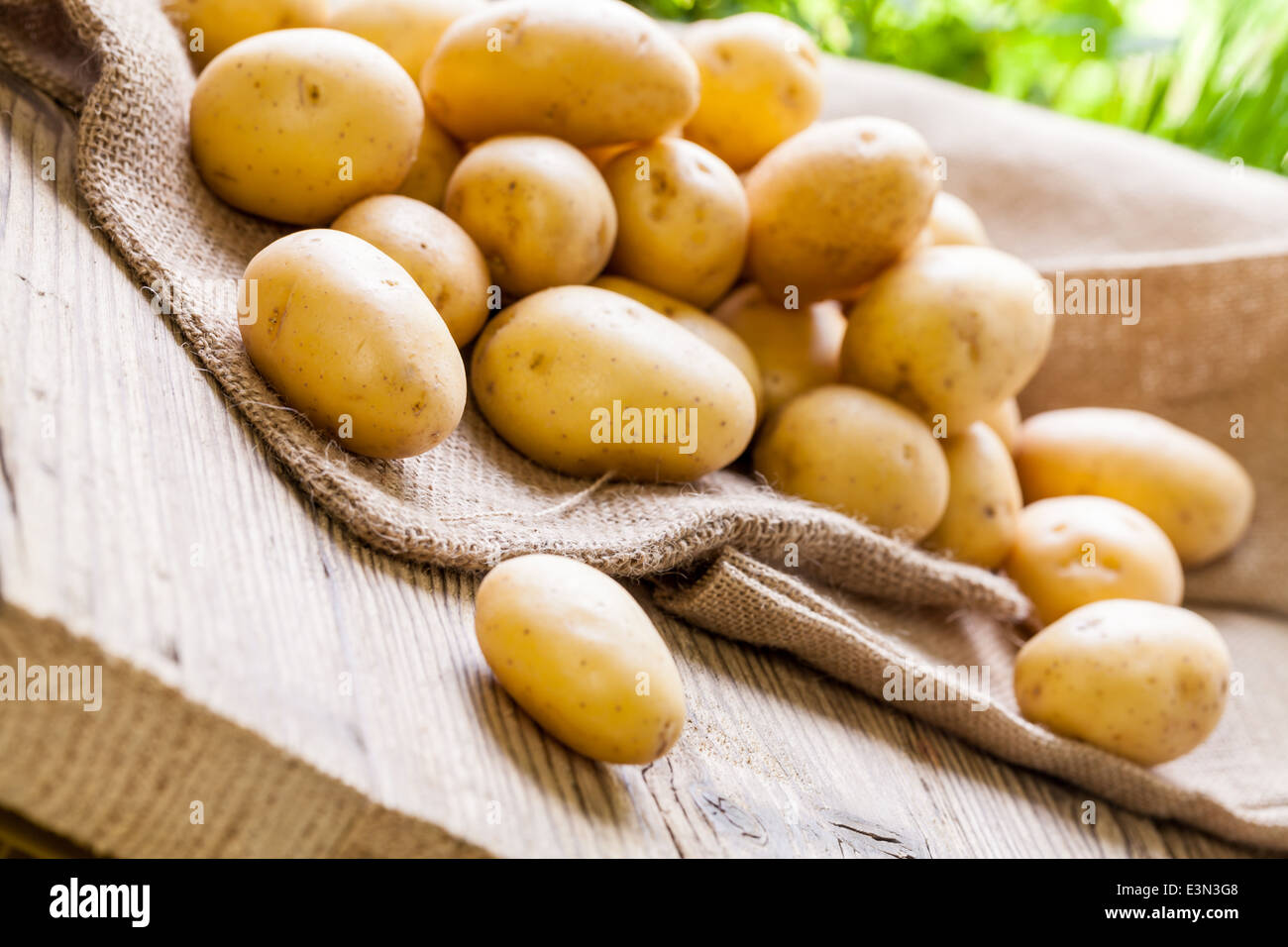 Farm fresh baby potatoes displayed on a hessian sack on a rustic wooden ...