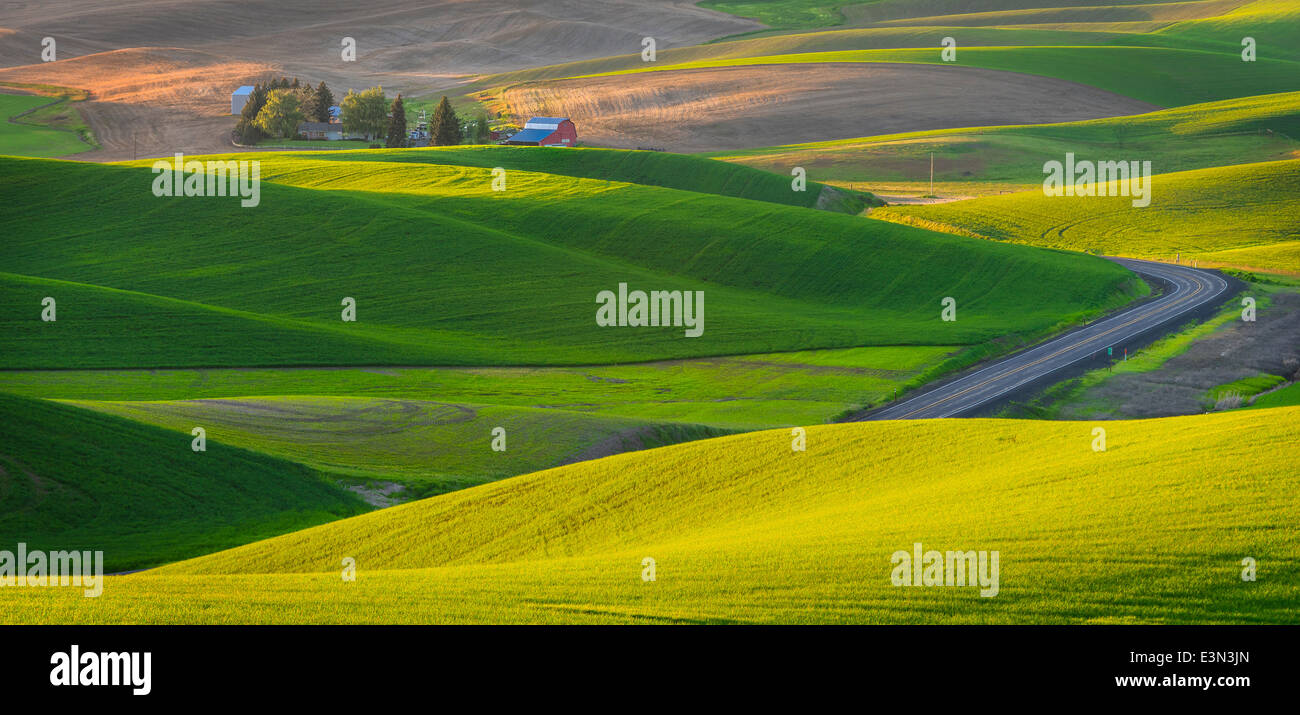 The Palouse, Whitman County, WA: Elevated view of isolated farm among ...
