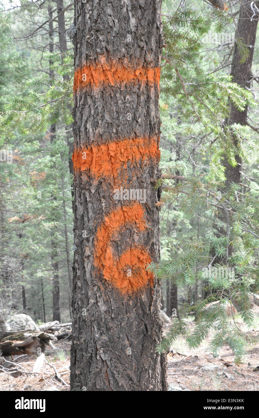 The Orion Timber Sale in the Coconino National Forest involves ...