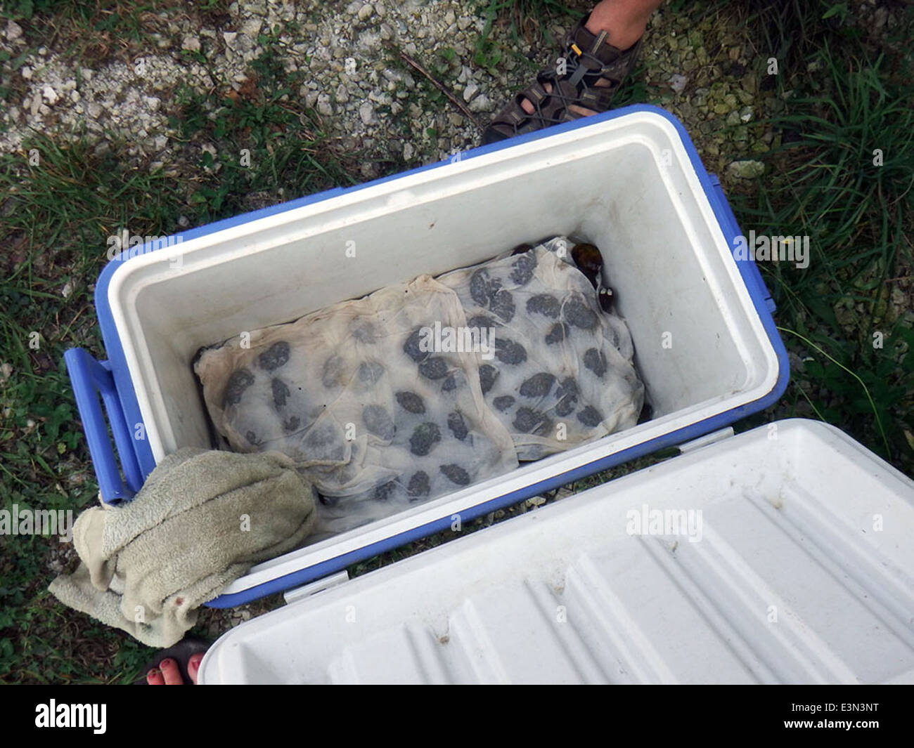 The Allegheny River mussel collection effort focuses on monitoring ...