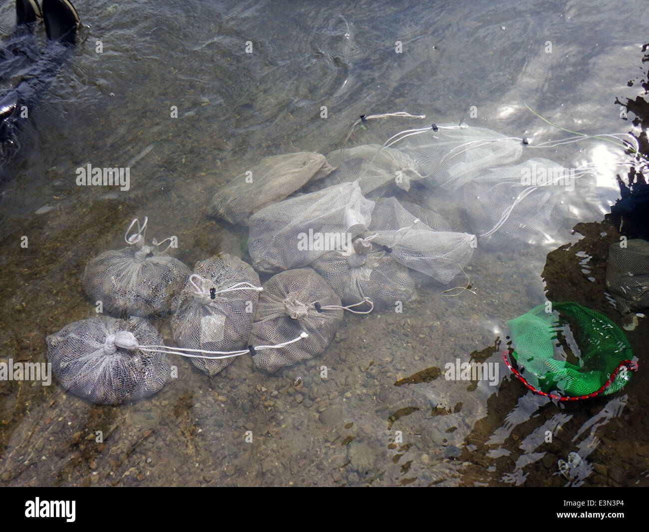Mussel collection on the Allegheny River, focusing on endangered ...