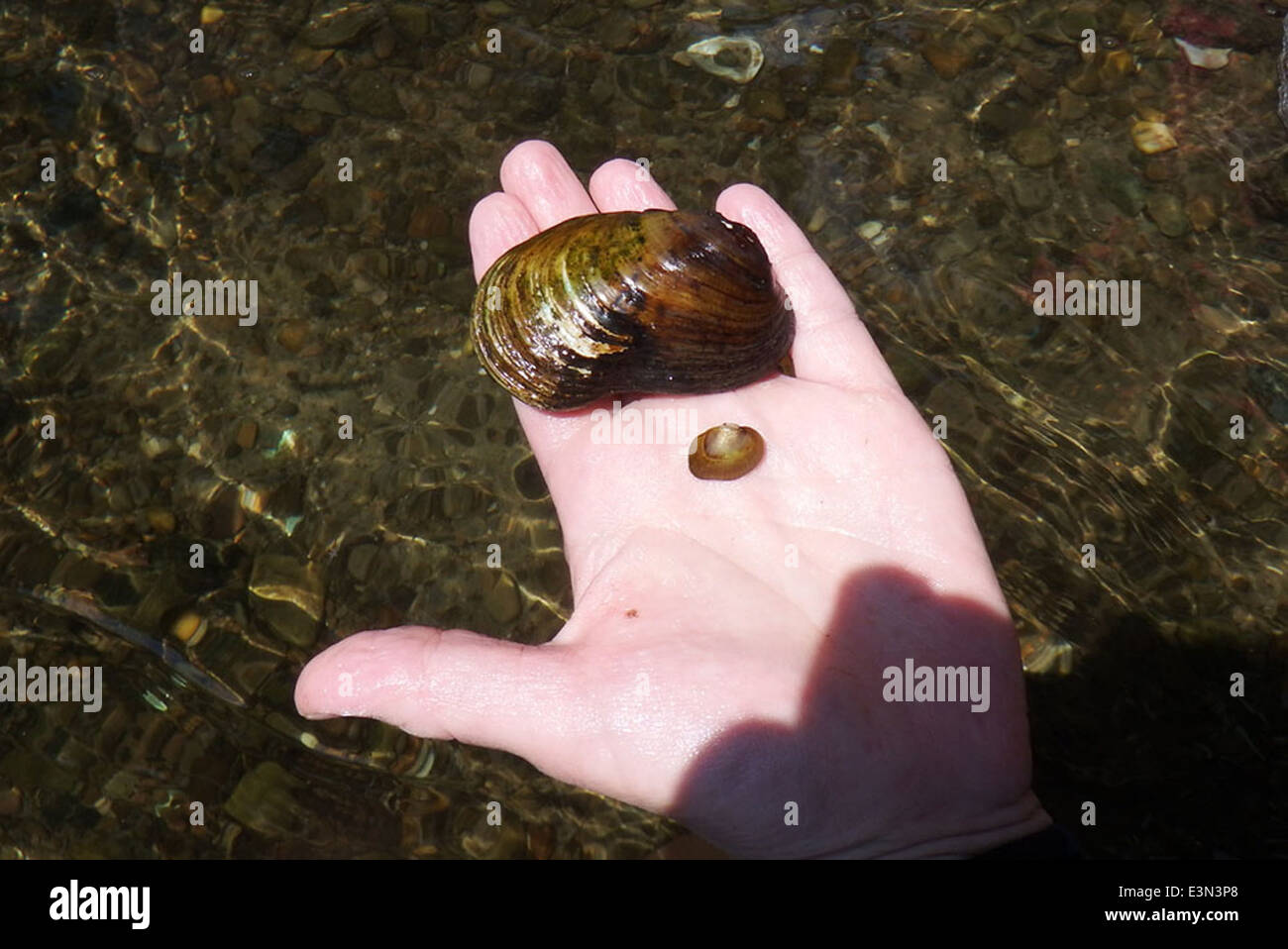 Musselcollection hi-res stock photography and images - Alamy