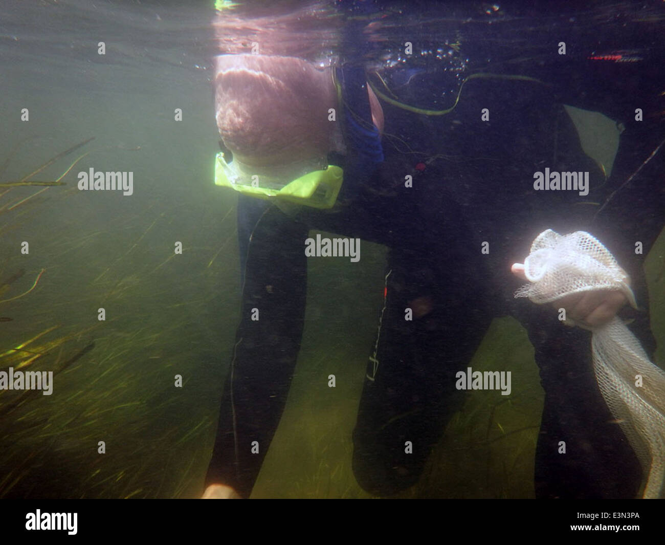 The Allegheny Mussel Collection on the Allegheny River focuses on the ...