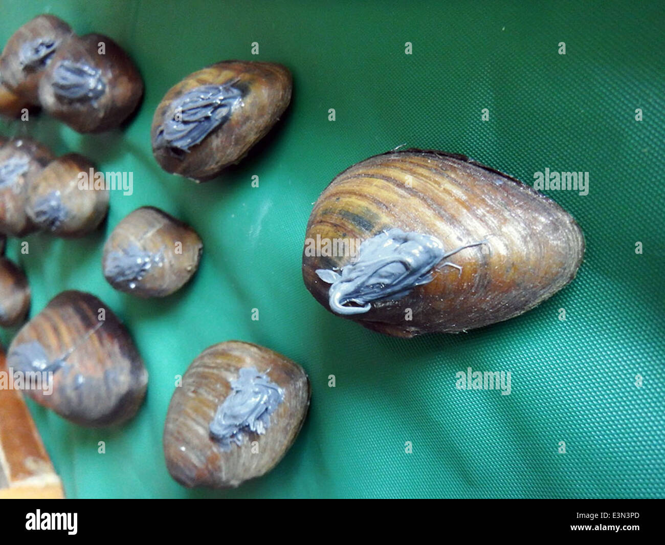 Mussel species collection from the Allegheny River to study endangered ...