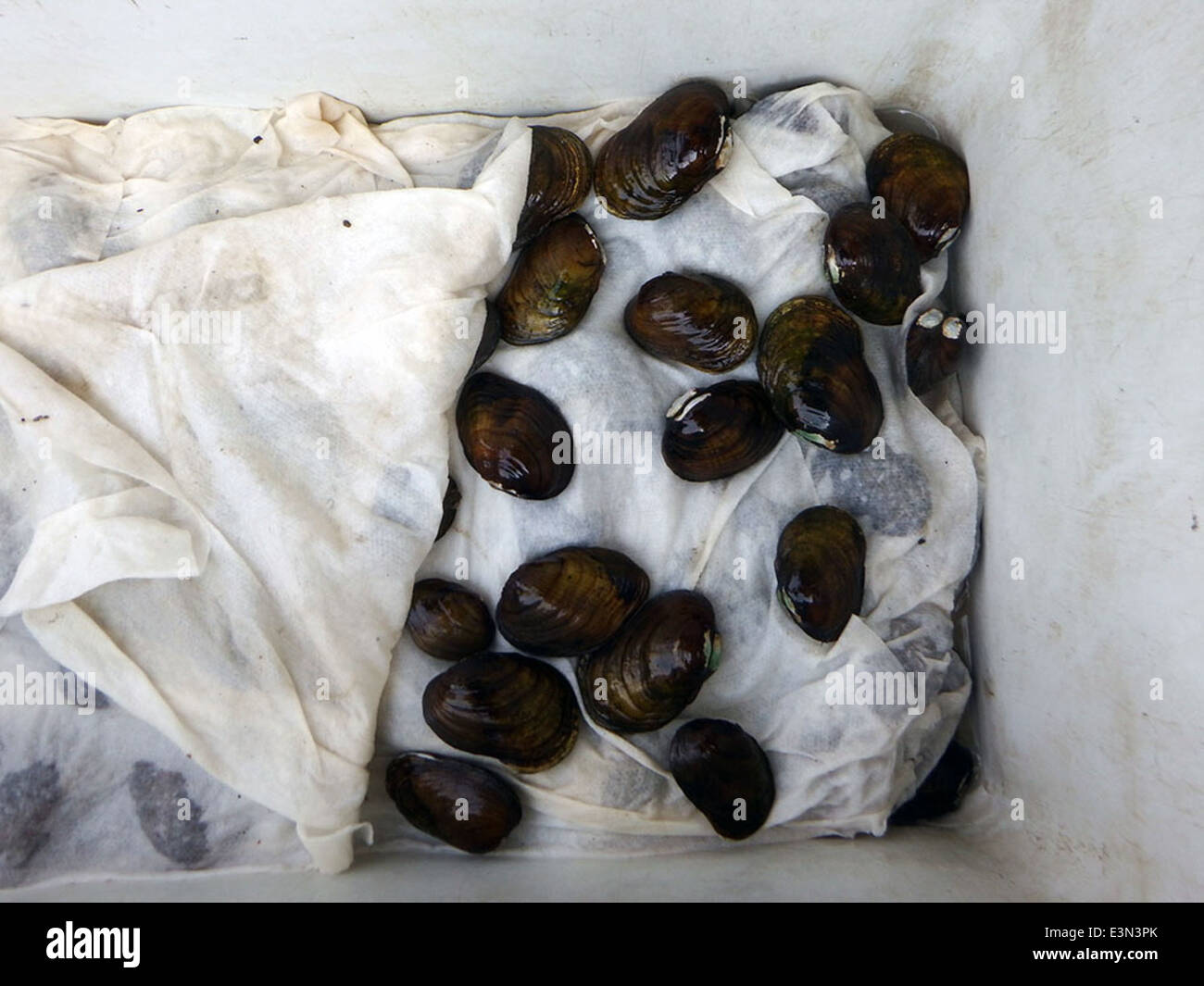 Musselcollection hi-res stock photography and images - Alamy
