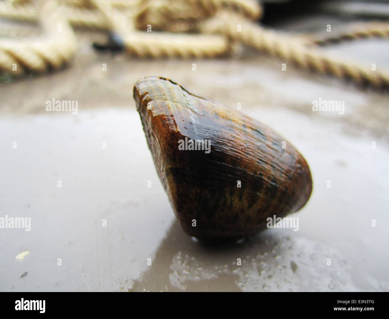Snuffbox mussels hi-res stock photography and images - Alamy