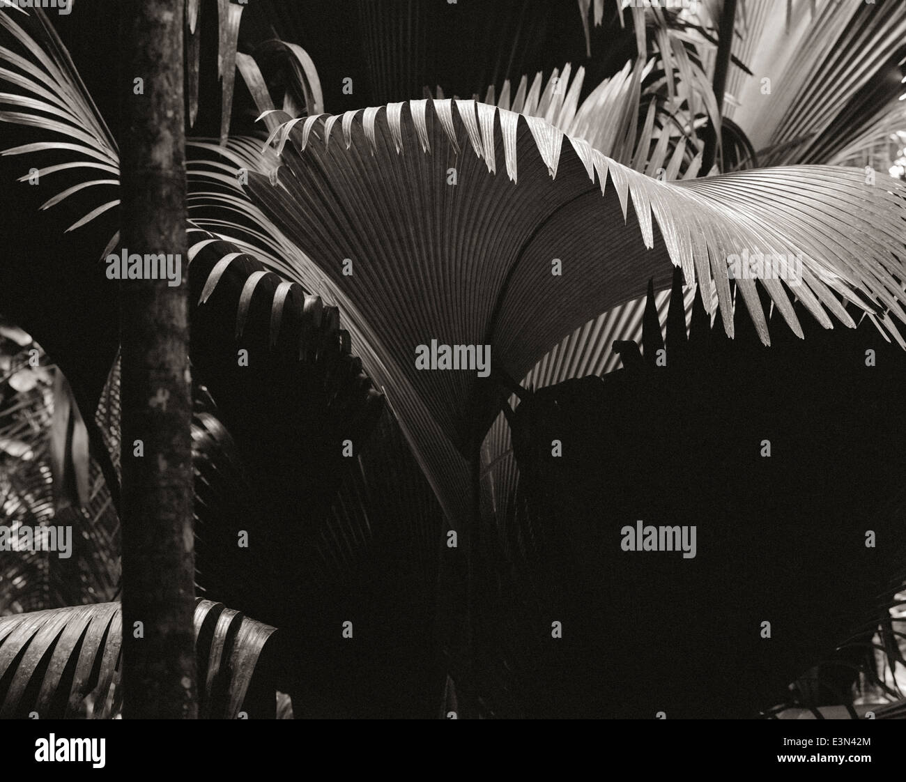 Coco de Mer palm on the island of Praslin in the Indian Ocean. This ...