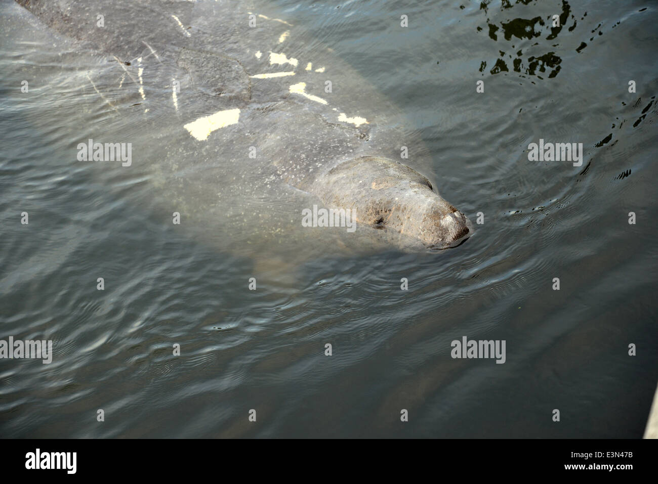 A Florida Manatee comes up for air. The white marks on its back are ...