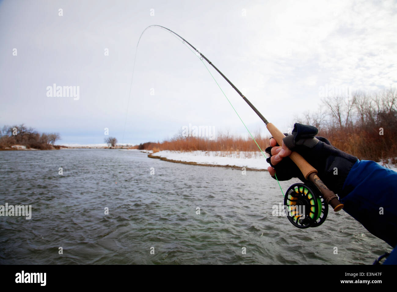 Fly fishing for trout on the Bighorn River in Montana, USA Stock Photo ...
