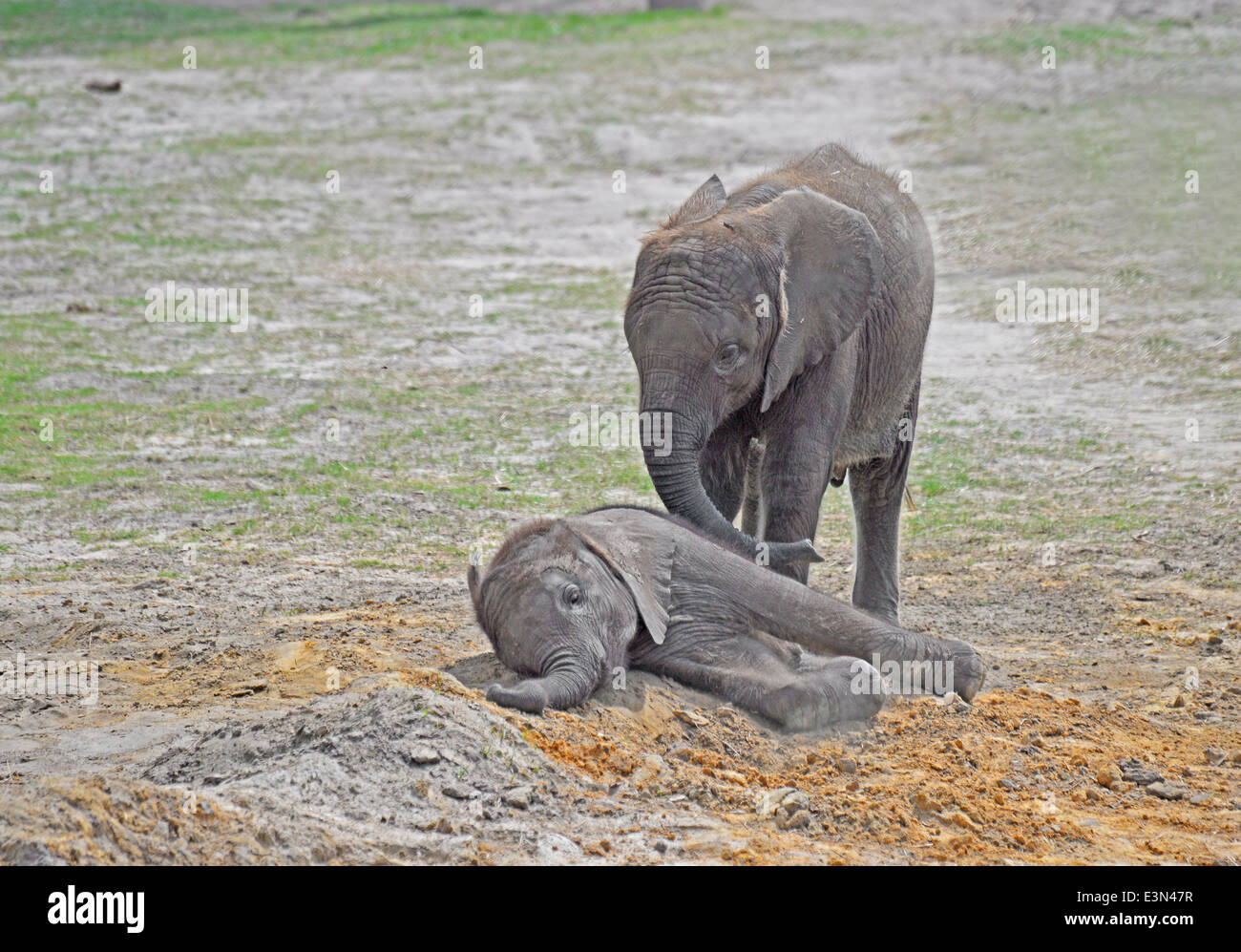Baby Elephants at play Stock Photo - Alamy