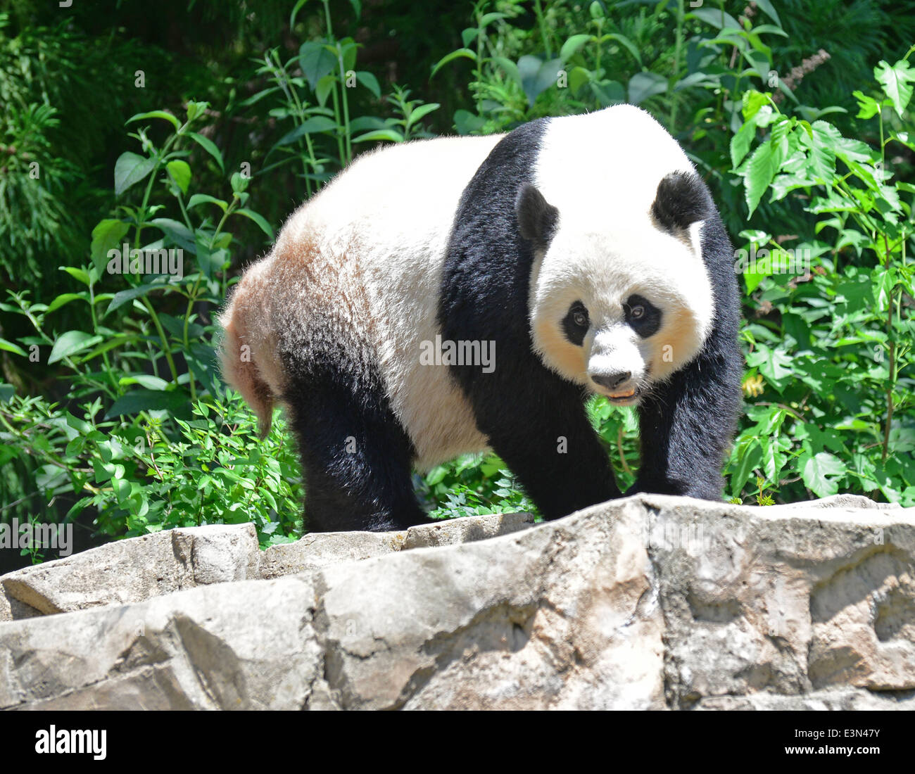 An adult Giant Panda Stock Photo - Alamy
