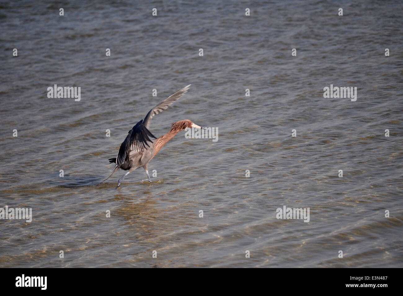 A Reddish Egret performing it's hunting dance Stock Photo - Alamy