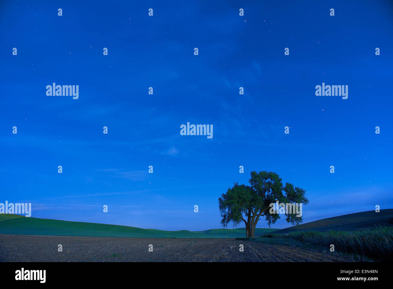Beautiful country scene of a lone tree at night with stars in America's ...