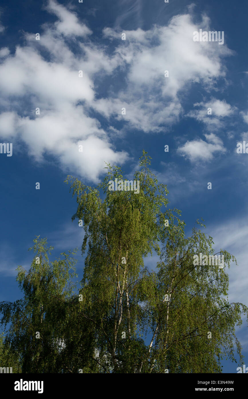 Silver birch tree summer hi-res stock photography and images - Alamy