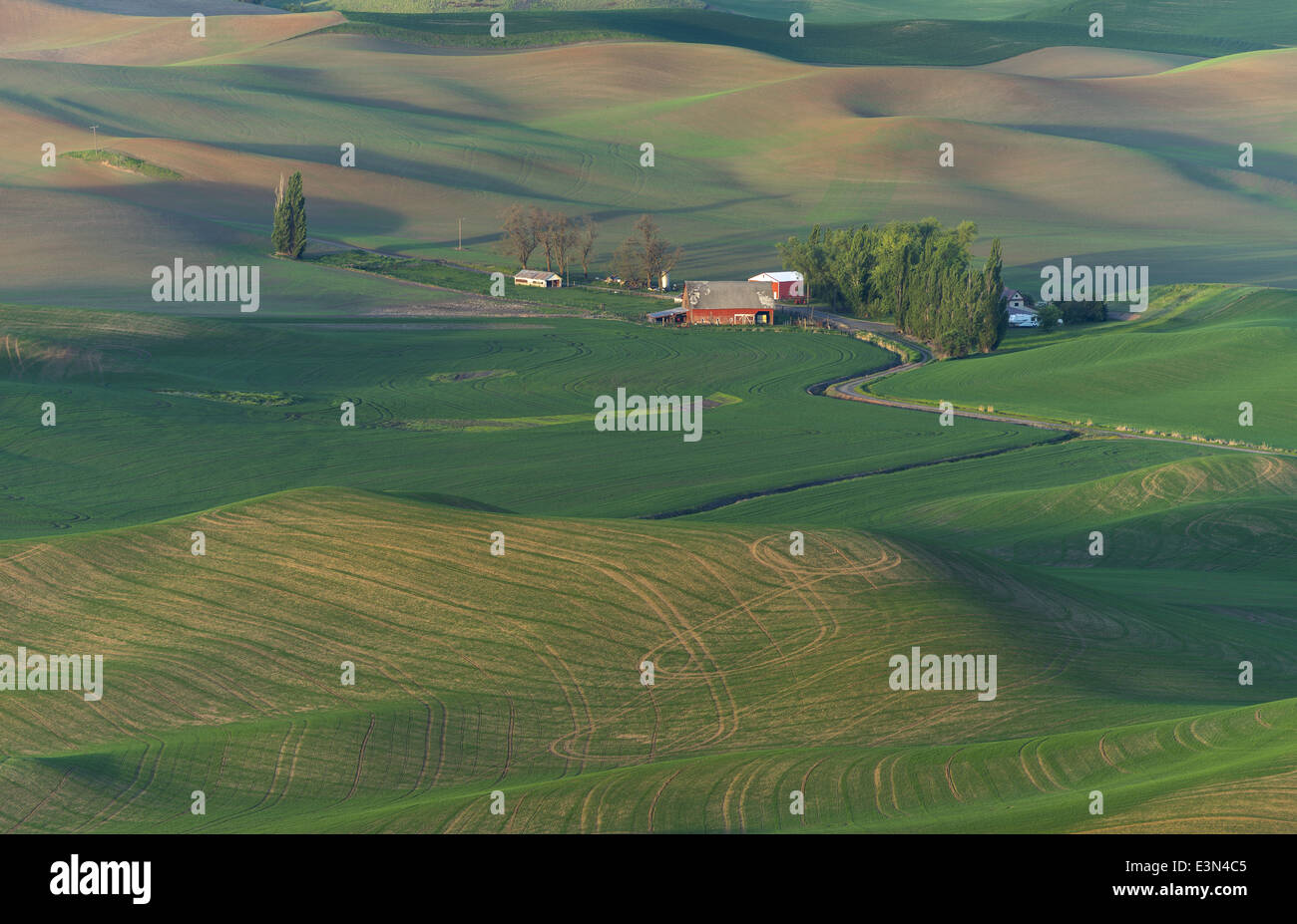 The Palouse, Whitman County, WA: Isolated farm site amid rolling wheat ...