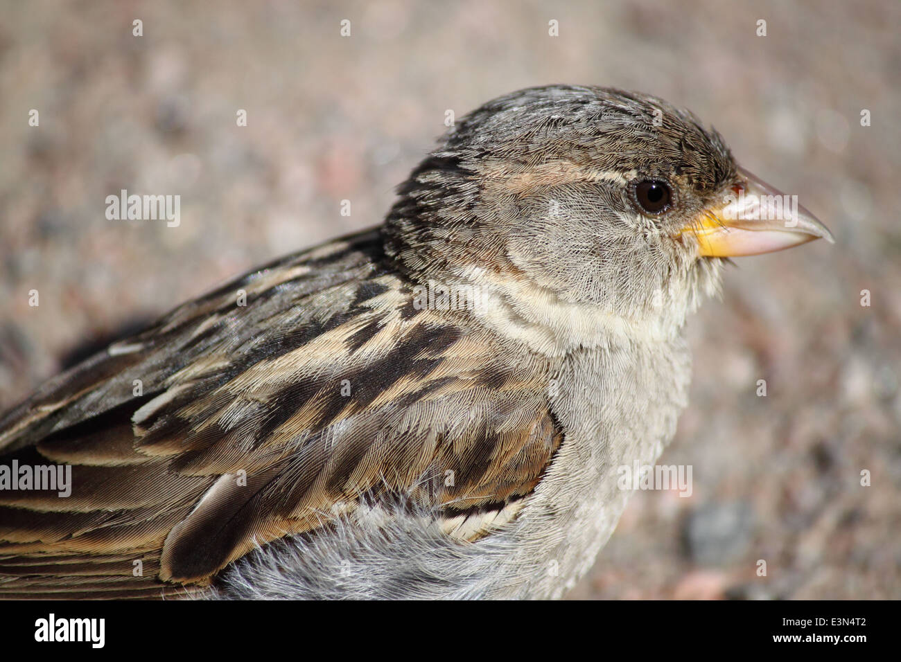 Closeup of a sparrow Stock Photo - Alamy