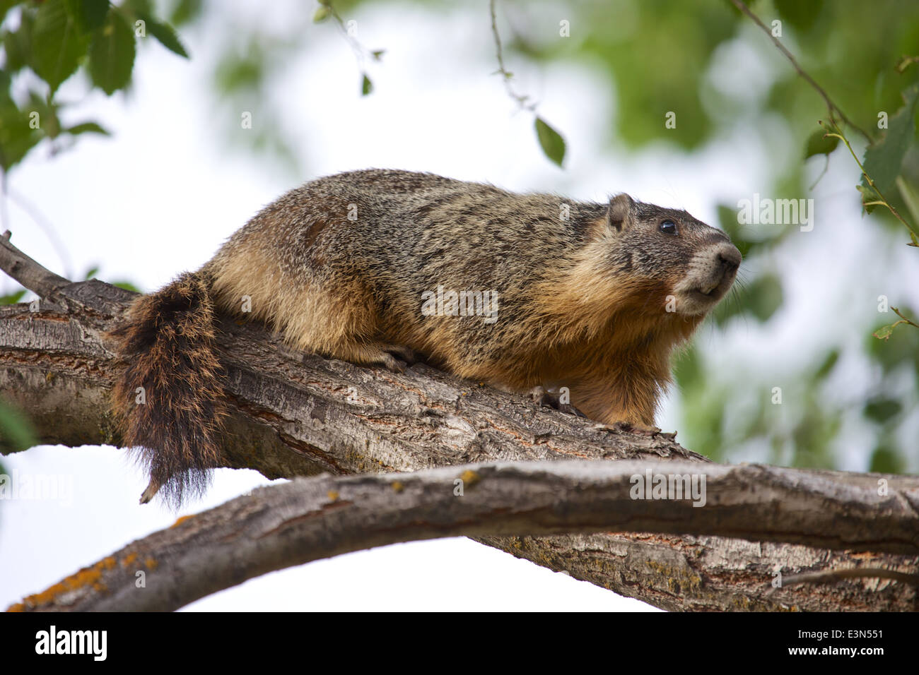 A yellow bellied marmot in a tree in Eastern Washington at Palouse ...