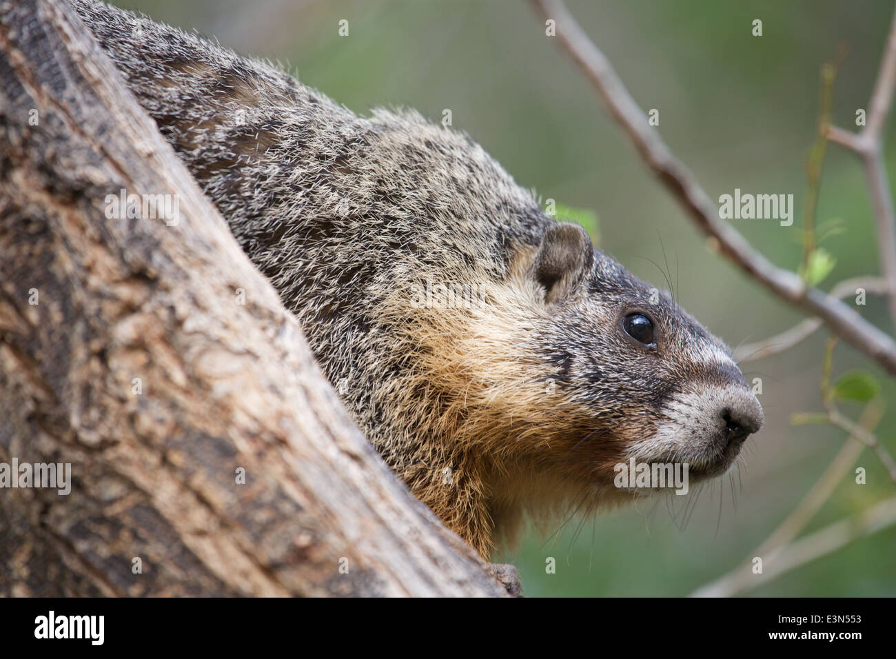 A yellow bellied marmot in Eastern Washington at Palouse Falls Stock ...