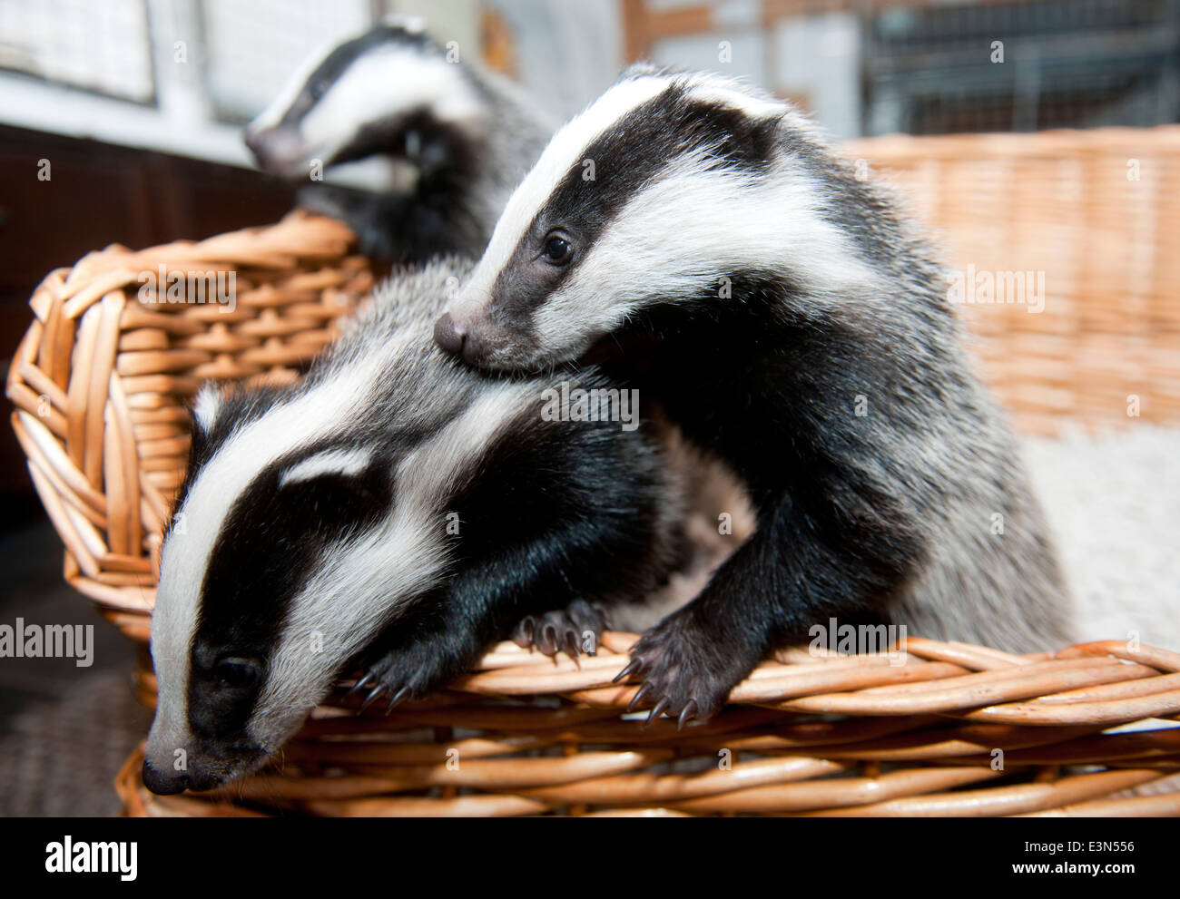 Old badger hi-res stock photography and images - Alamy