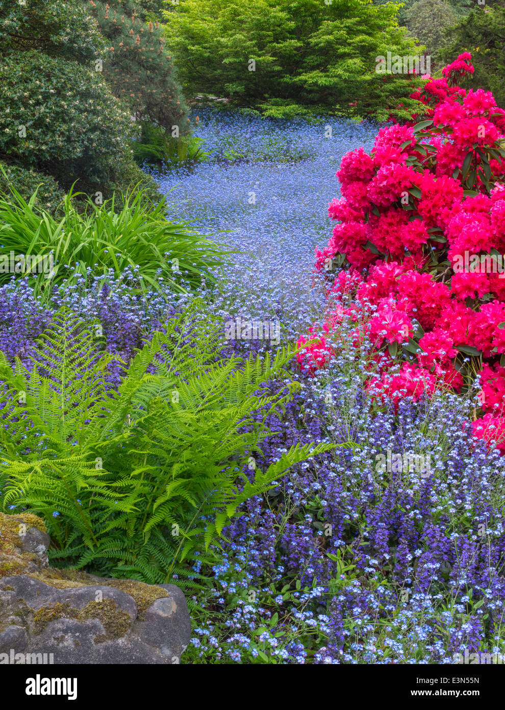 Seattle, WA Kubota Garden city park, spring view of blue forget-me-nots ...