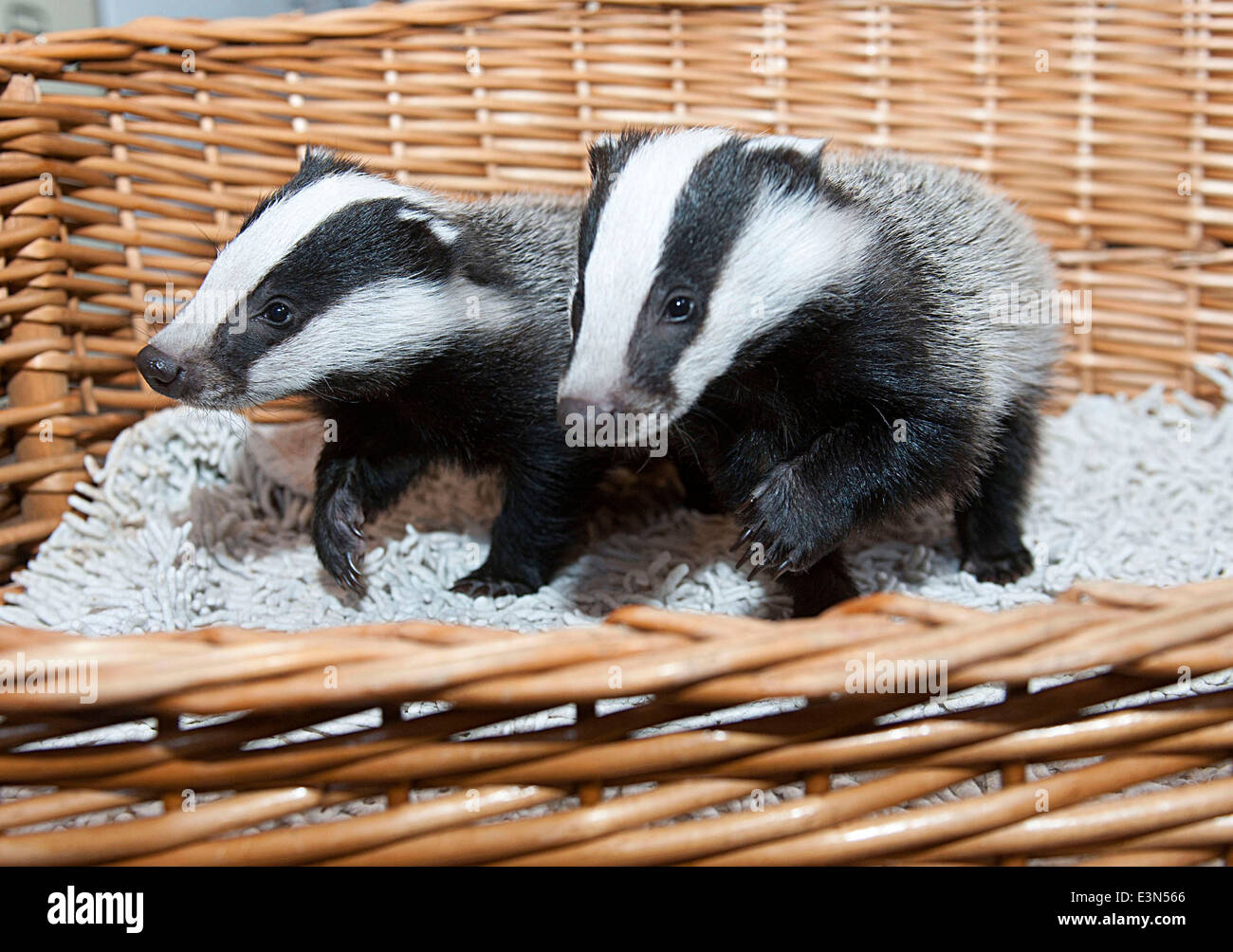 Baby badger hi-res stock photography and images - Alamy