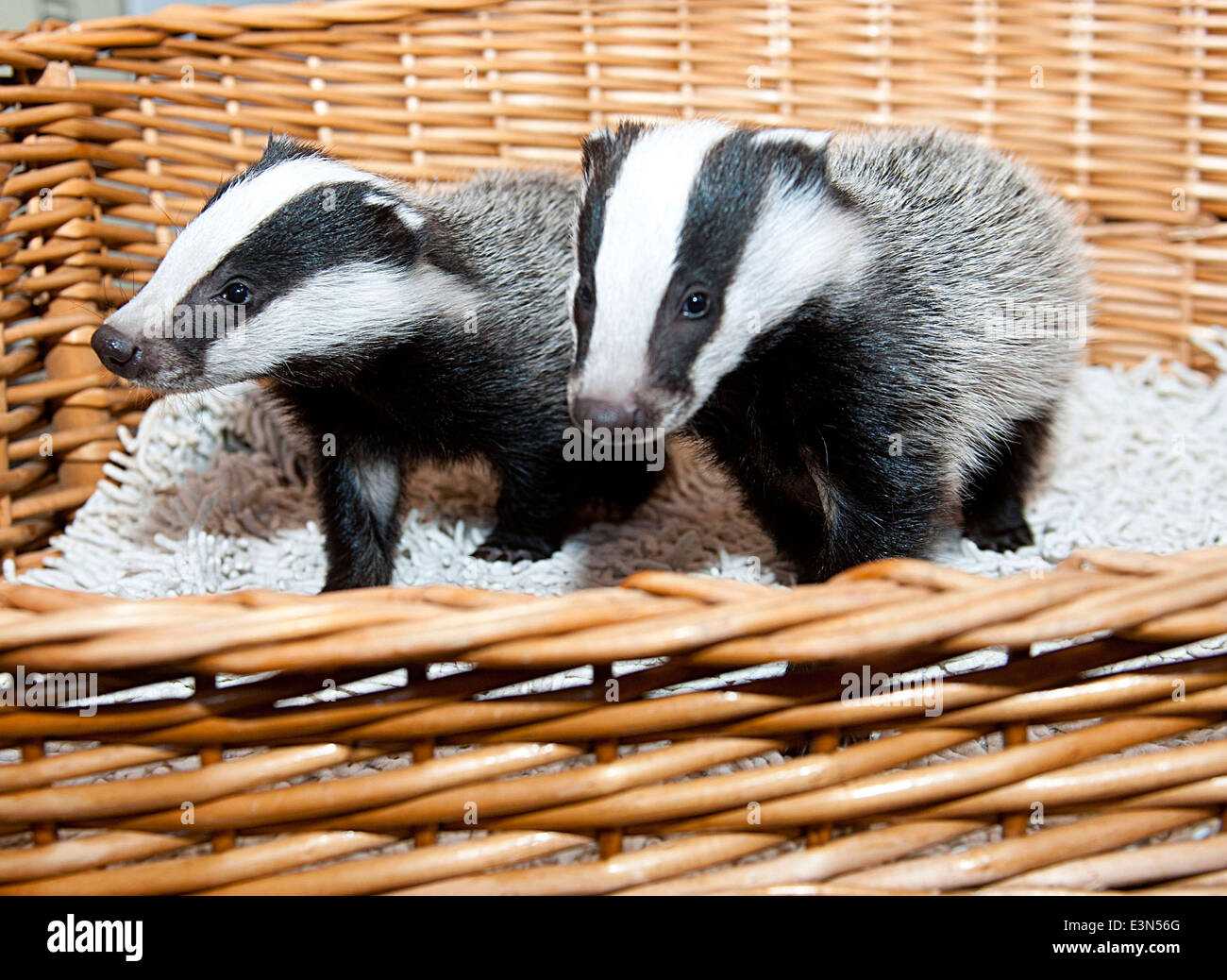 Three badger cubs scampy hi-res stock photography and images - Alamy
