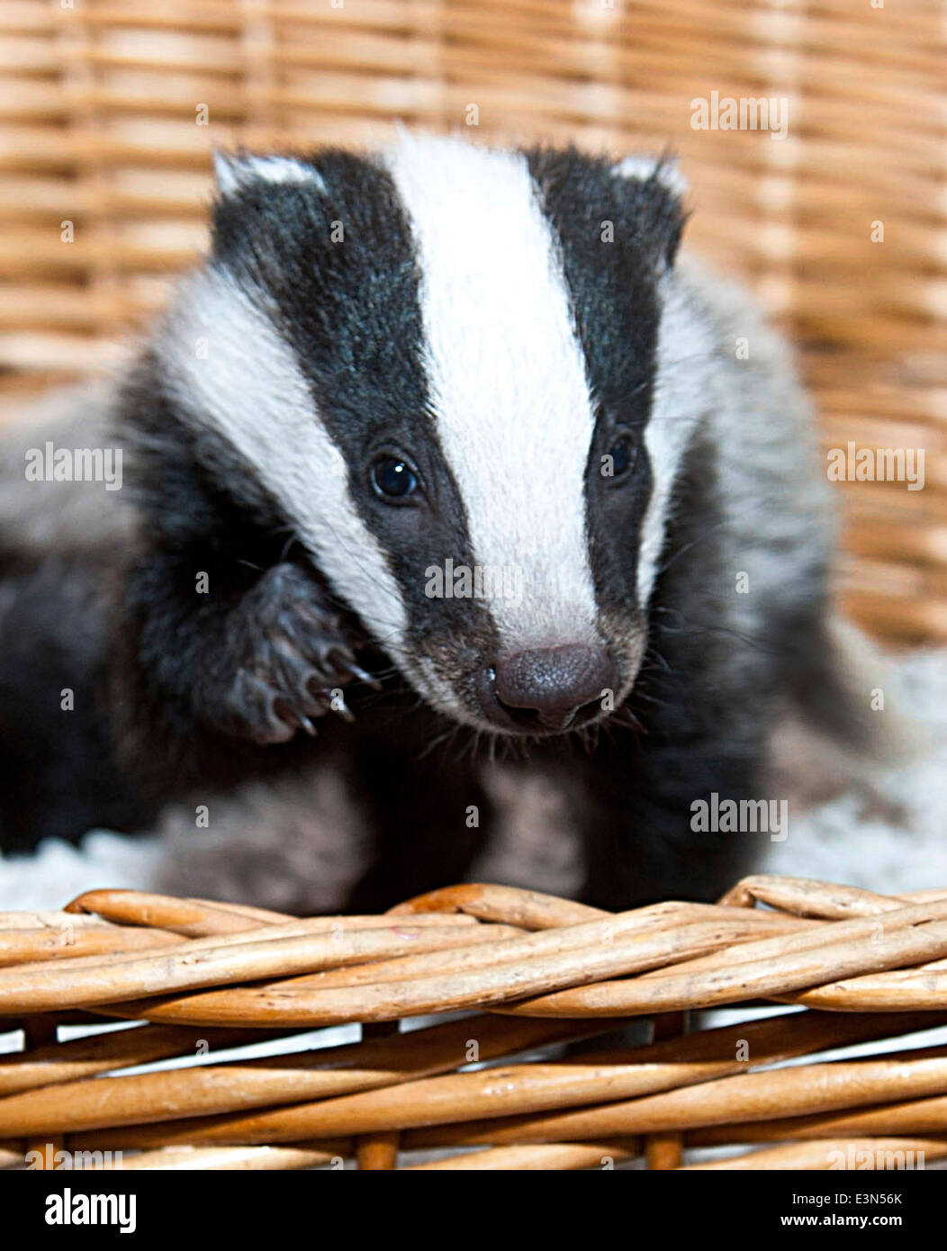 Badger baby hi-res stock photography and images - Alamy