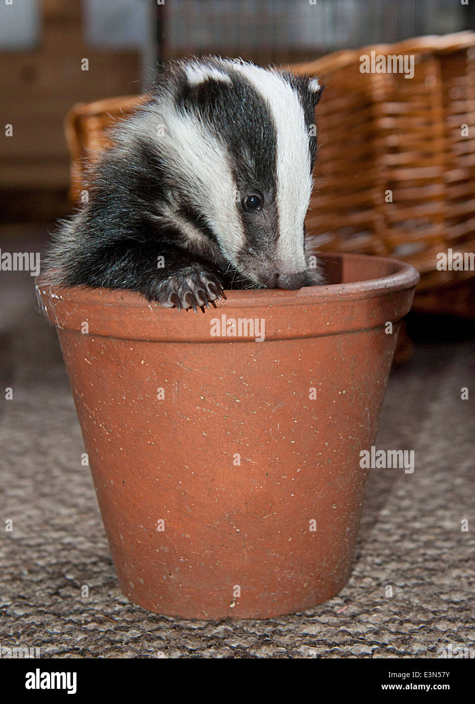 Badger sets hi-res stock photography and images - Alamy
