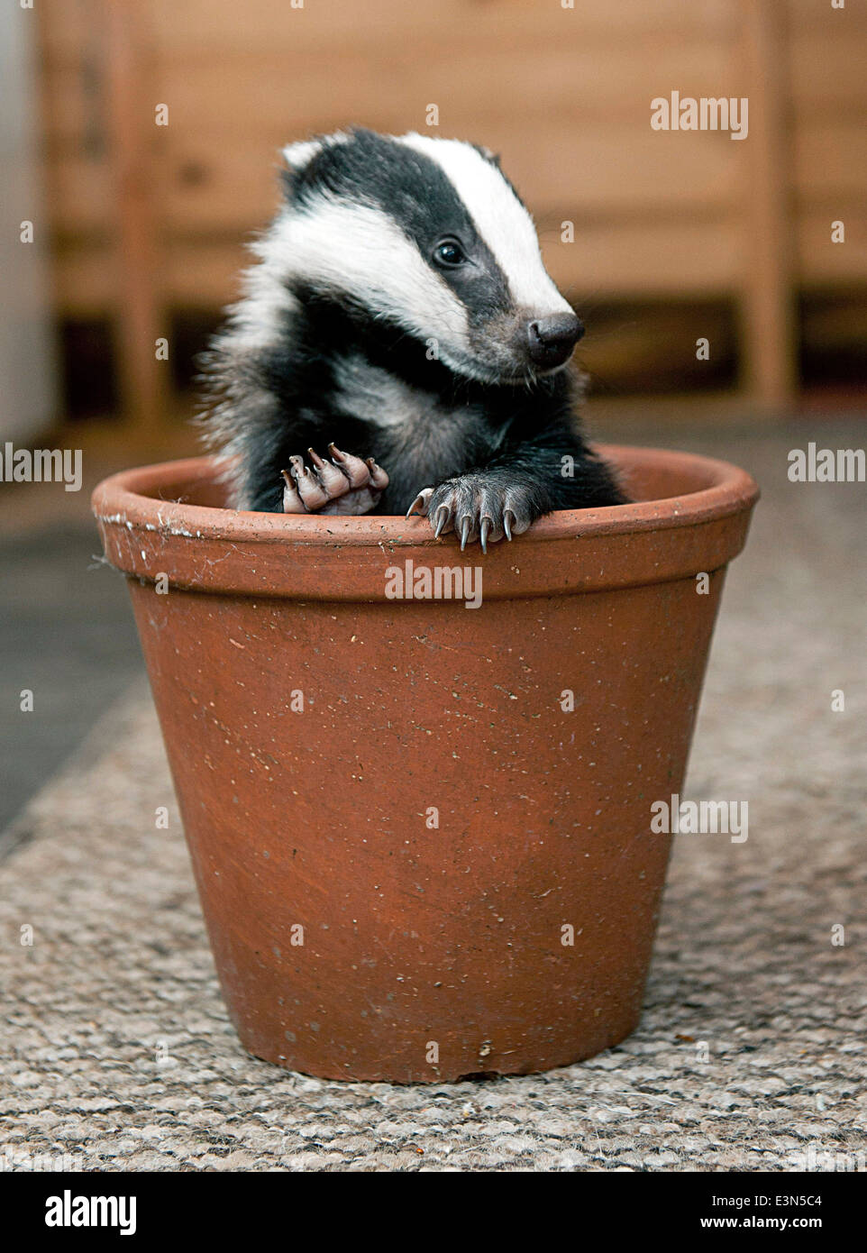 Baby badger hi-res stock photography and images - Alamy