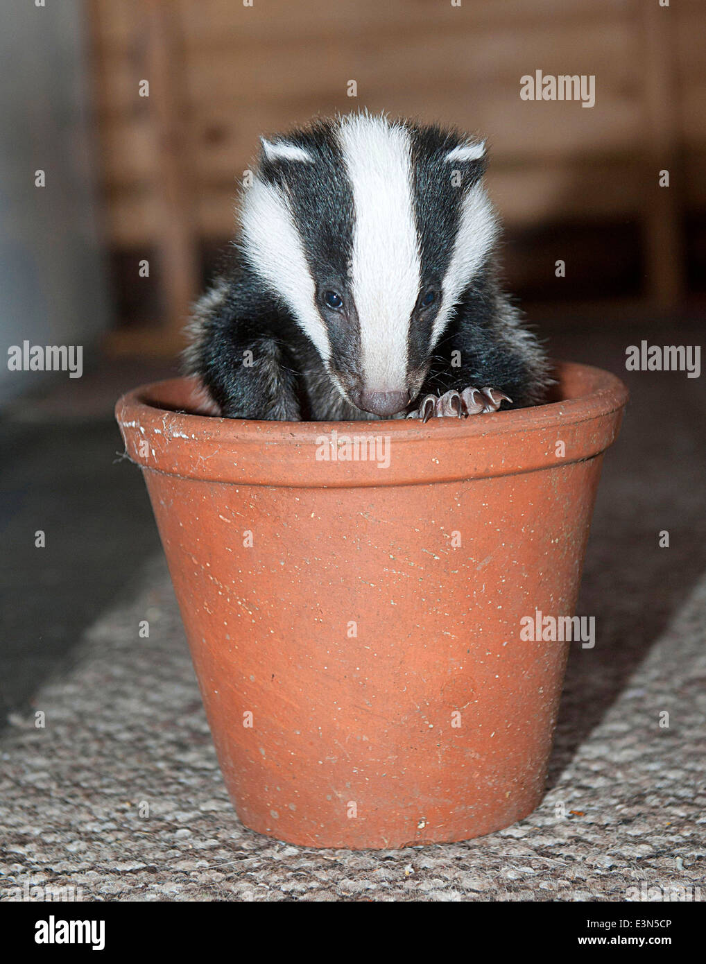 Badger baby hi-res stock photography and images - Alamy